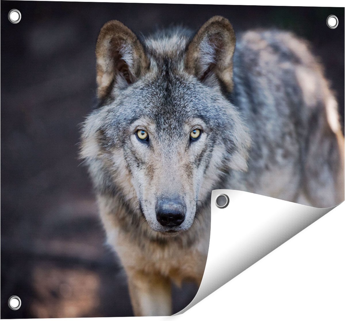 Gards Tuinposter Wolvenkop - Grijze Wolf - 50x40 cm - Tuindoek ...