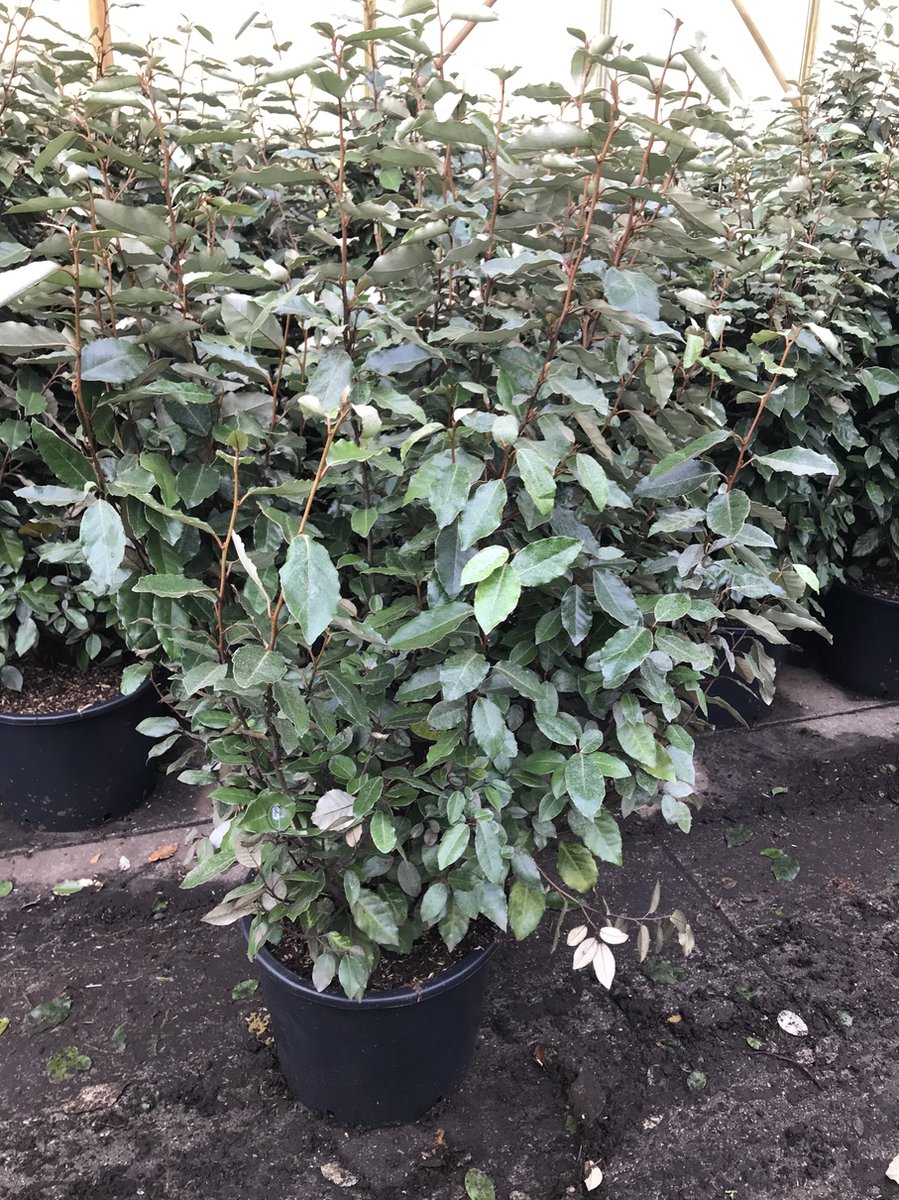 5x Elaeagnus ebbingei ´Compacta´ olijfwilg - haag 125-150cm | bol.com