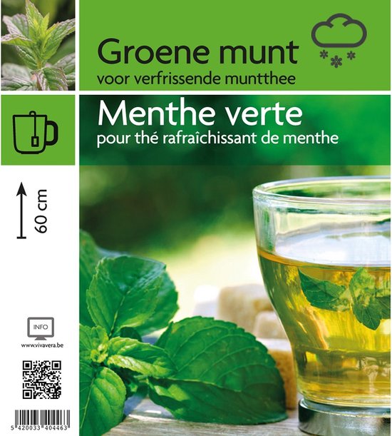 6x Groene munt - Mentha spicata - Pot 9x9cm | bol