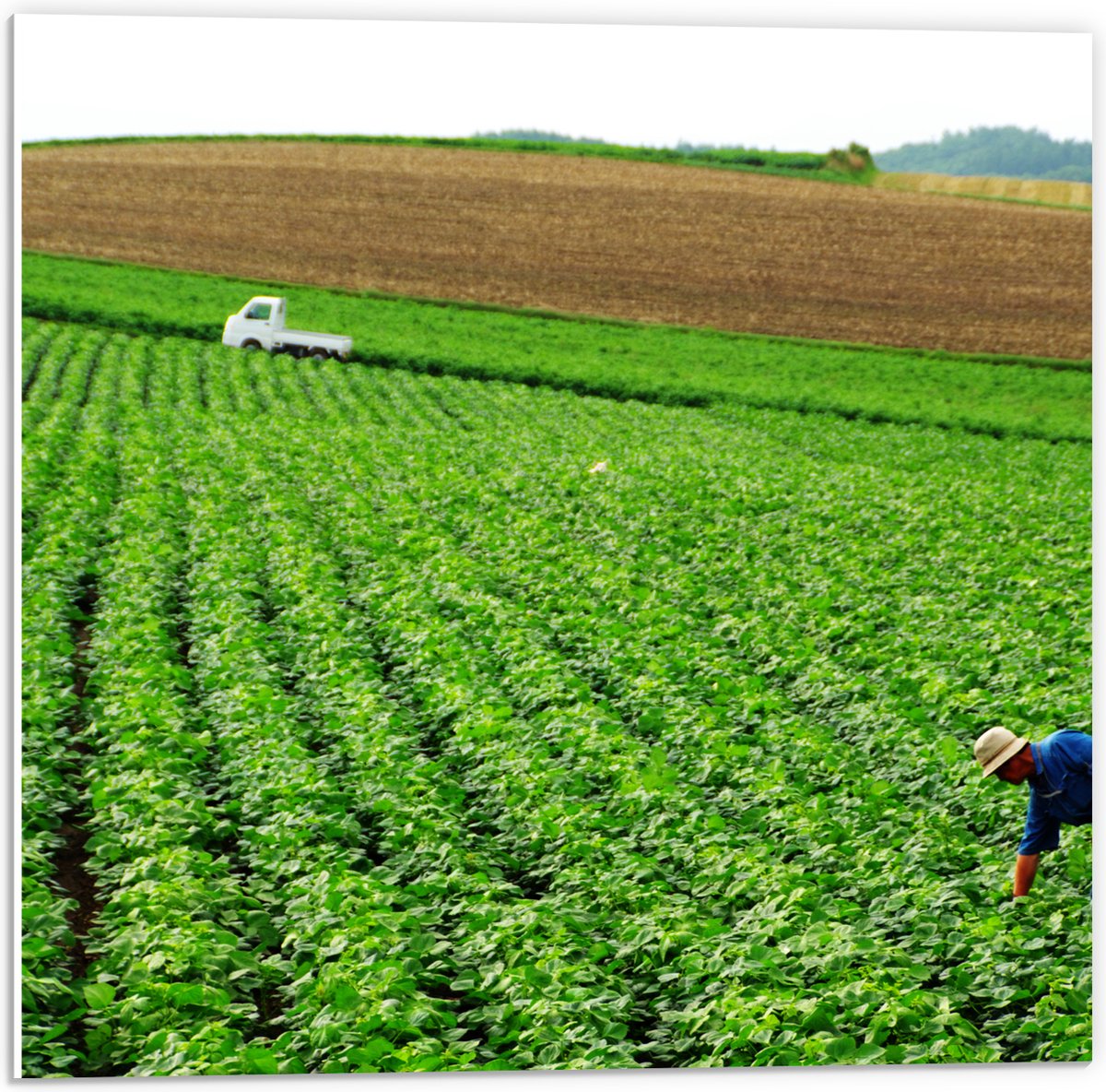 PVC Schuimplaat- Boer werkend op het Land vol Gewassen - 50x50 cm Foto ...