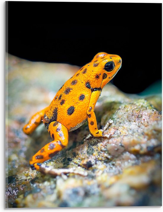 Acrylglas - Gele Kikker met Zwarte Vlekken Zittend op Rots - 30x40 cm ...