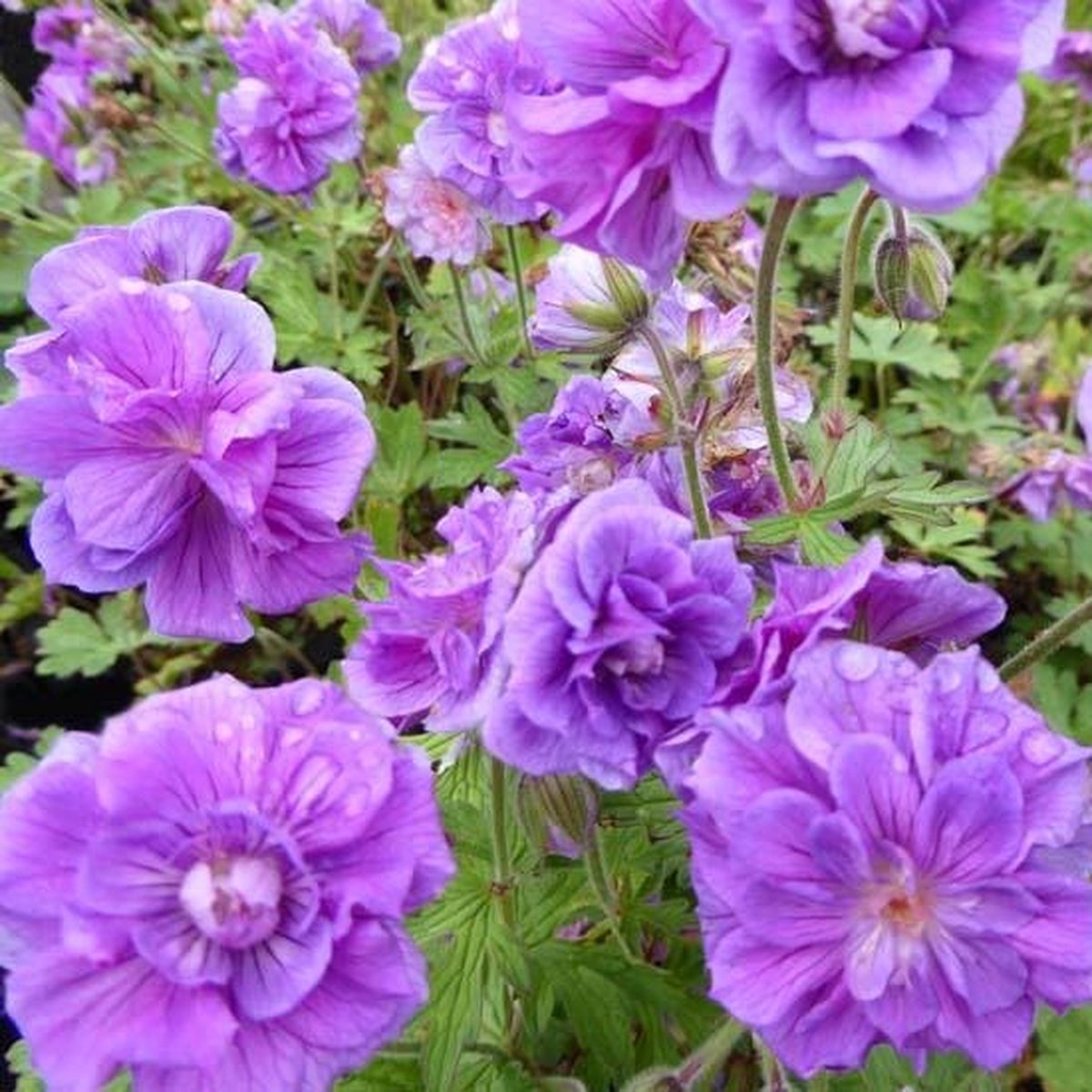 6x Ooievaarsbek - Geranium himalayense ‘Plenum’ - Pot 9x9cm | bol.com