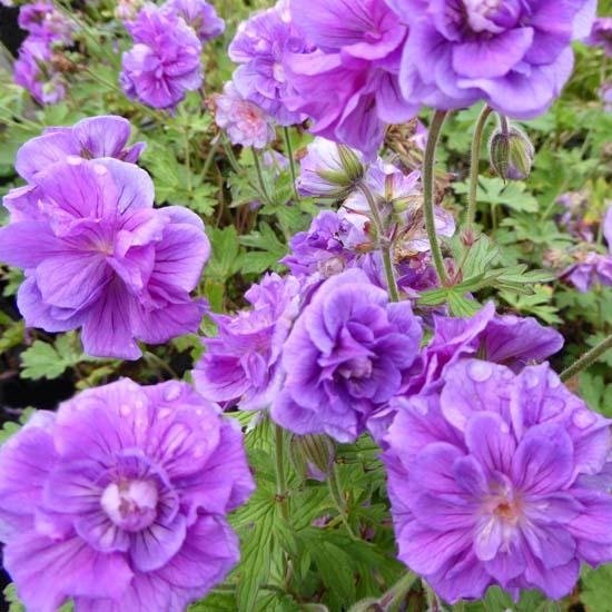 6x Ooievaarsbek - Geranium himalayense ‘Plenum’ - Pot 9x9cm | bol