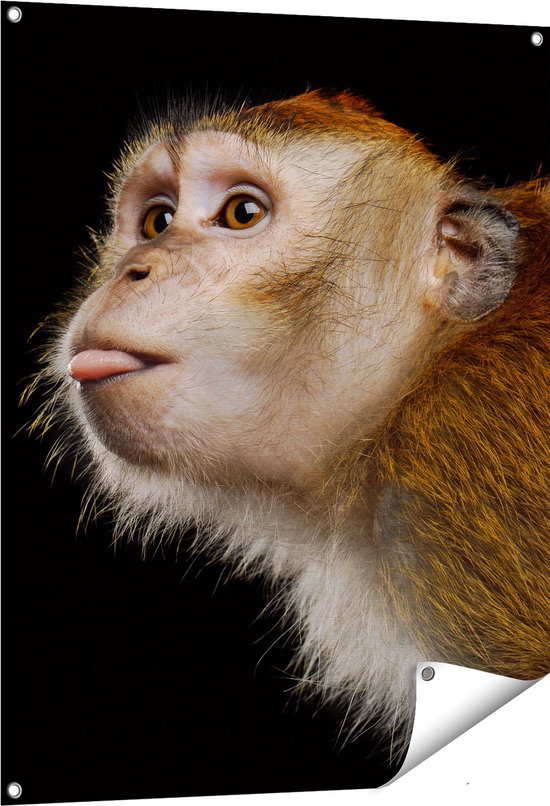 Gards Tuinposter Apenkop met Zijn Tong uit - Aap - 80x100 cm - Tuindoek ...