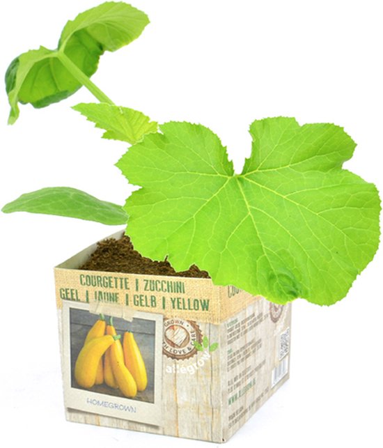 Courgette planten - geel - 3 planten - zelf kweken in je (moes)tuin ...