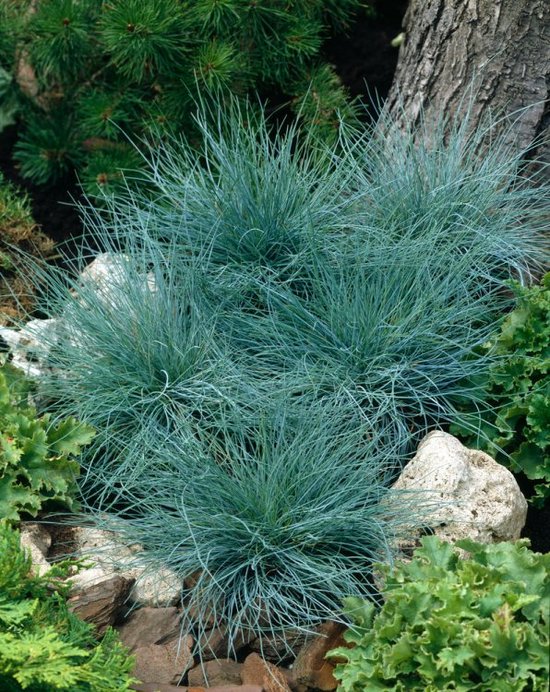 Festuca glauca - 0.7 liter pot - Set van 3 | bol