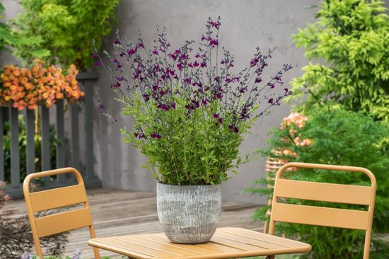 Plants Online - Set van 5 - Salvia 'Nachtvlinder' - 0.7 liter pot - Plant | bol