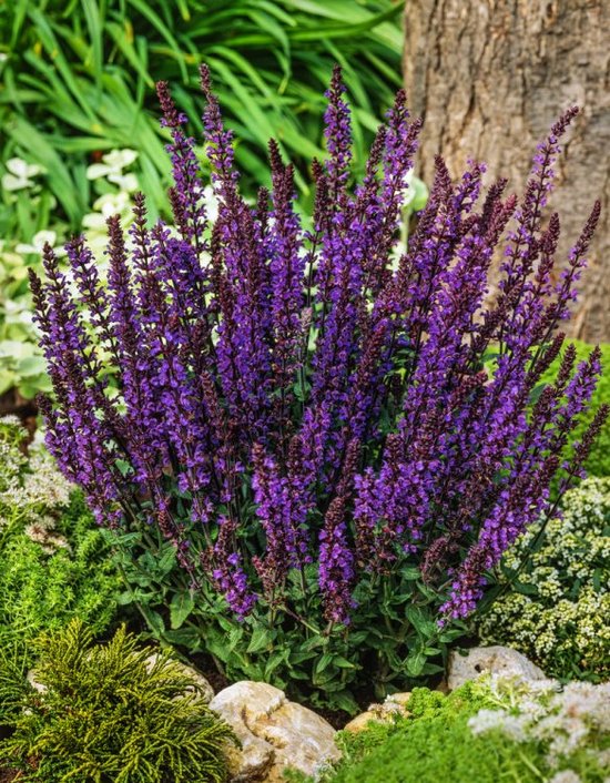 Plants Online - Tuinplanten - Vaste planten - Set van 1 - Salvia ...
