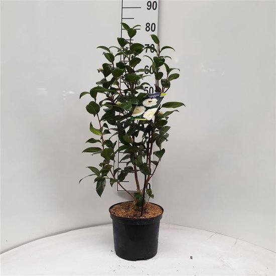 Camellia japonica 'Brushfield's Yellow' - 5 liter pot - 60-70 cm | bol