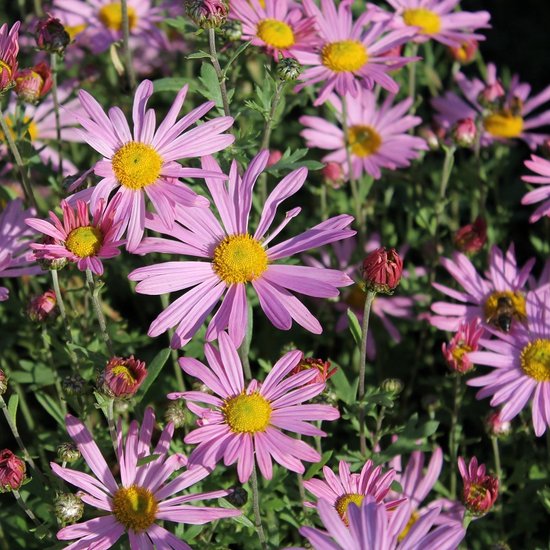 6x Margriet - Chrysanthemum (R) ‘Clara Curtis’ - Pot 9x9cm | bol