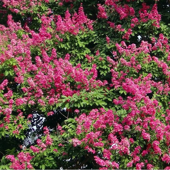 Arborix Lagerstroemia Struik - Rode bloemen - Terrasplant - 3 Liter | bol