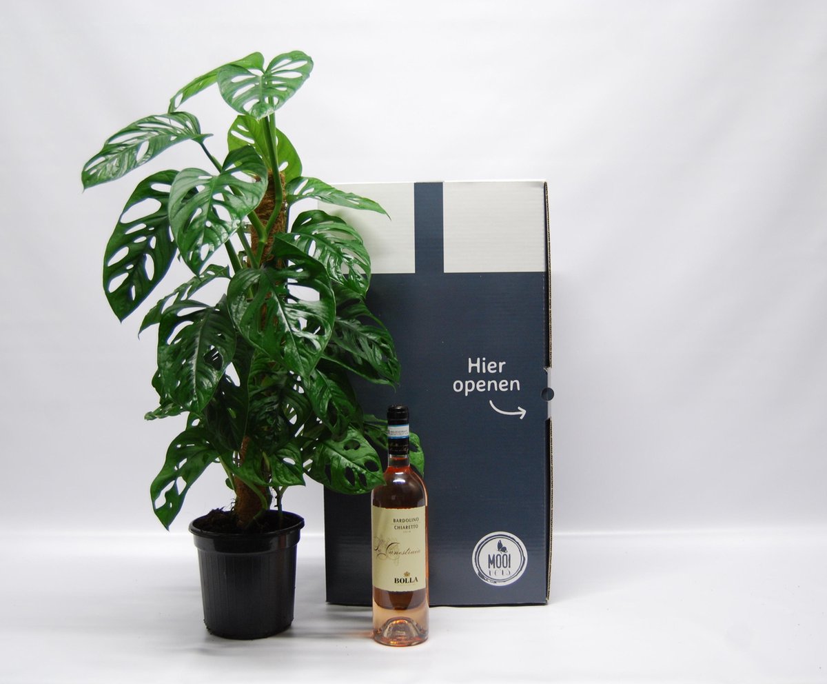 Verwenbox: Monstera monkey leaf mosstok Ø17 met een Bolla rosé | bol.com
