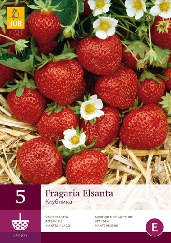 X 5 FRAGARIA / AARDBEIEN ELSANTA I | bol