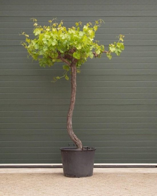 Druivenboom dakvorm Vitis vinifera h 200 cm st. omtrek 27,5 cm st. h ...
