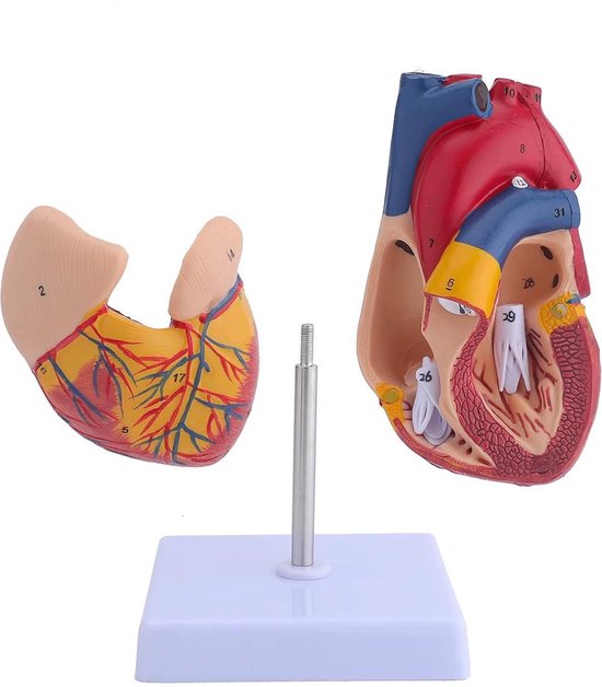 Anatomisch model Hart - 22cm - Menselijk lichaam - Educatief - Biologie - Anatomie | bol