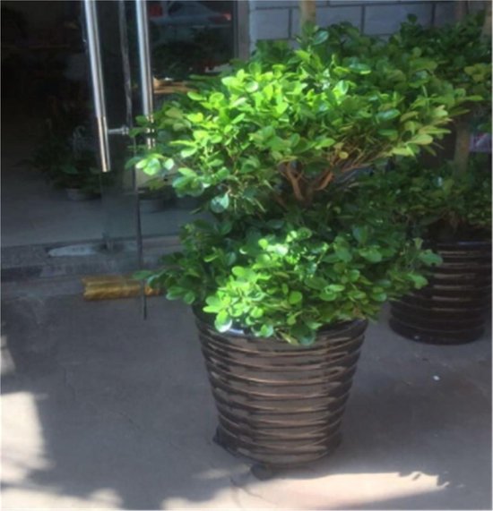 Plantentrolley Met Wielen Afsluitbaar (23cm) Voor Binnen En Buiten | bol