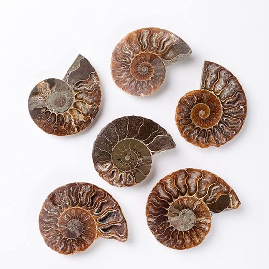 Fossiele Slak Ammoniet Specimen Shell Natuurlijke Stenen en Mineralen ...