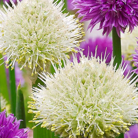 6x Allium fistulosum Pot 9x9cm – Prachtige sierui voor een natuurlijke ...