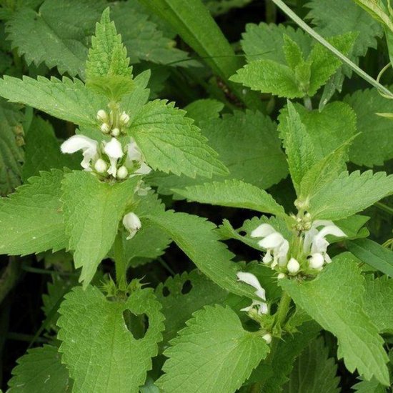 6x Lamium album Pot 9x9cm - Witte dovenetel, een bodembedekker met ...