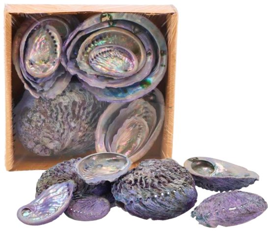 Decoratie Abelone schelpen - Mix - ca. 5 tot 11 cm.- 500 gram - Paars | bol