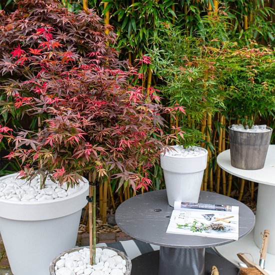 Bloomique - Acer Palmatum Shaina - Japanse Esdoorn op Stam ...