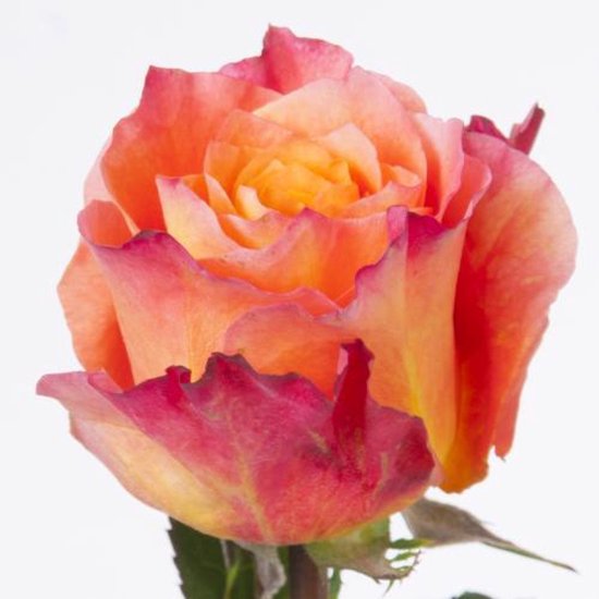 10x Rosa free spirit 50cm | bol