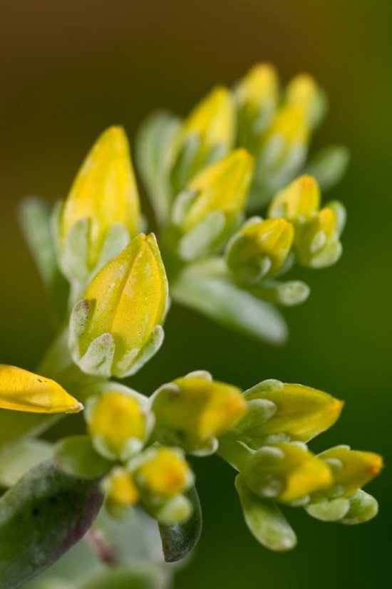 Plants Online - Tuinplanten - Vaste planten - Set van 3 - Sedum spathulifolium 'Cape... | bol