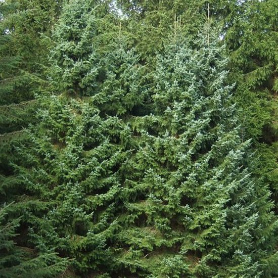 25 Stuks Servische spar - Picea omorika 25x - 30-40 cm Blote Wortel | bol