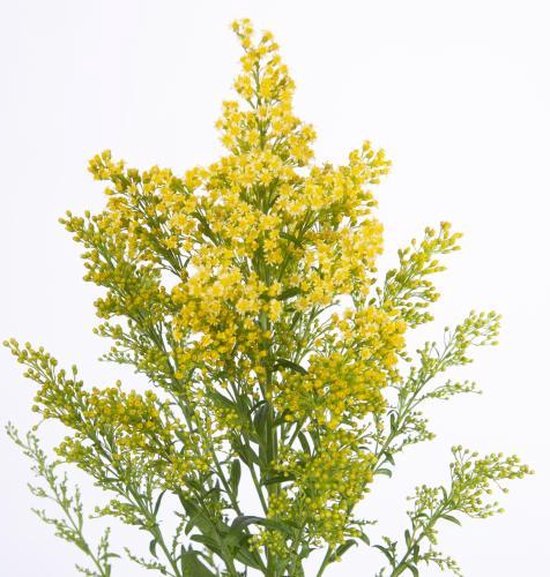 DutchFlowers - Boeket - 1x Solidago tara 50cm | bol