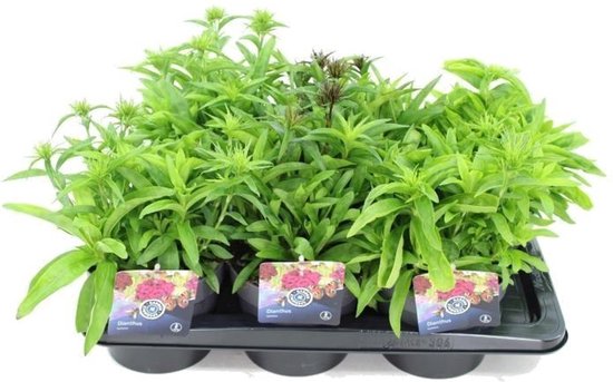 3 stuks Duizendschoon - Ø13 | Latijnse naam: Dianthus barbatus | bol