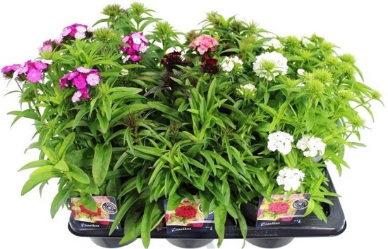 3 stuks Duizendschoon - Ø13 | Latijnse naam: Dianthus barbatus | bol