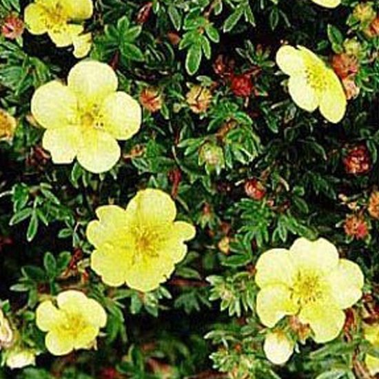25 Stuks Struikganzerik - Potentilla fruticosa 25x - 30-40 cm Blote Wortel | bol
