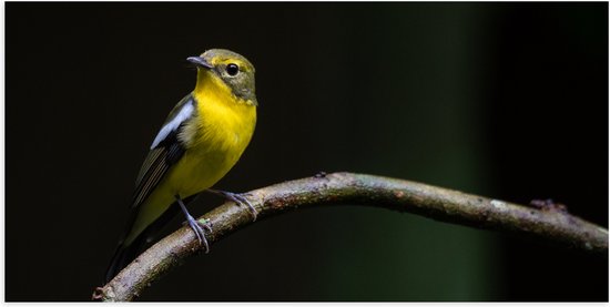 Poster (Mat) - Klein Geel Vogeltje Zittend op Takje - 100x50 cm Foto op ...