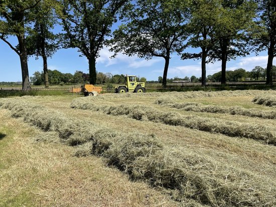 Hooi - 2,5 kg - Vers Kruidenrijk Hooi - Goede Kwaliteit | bol