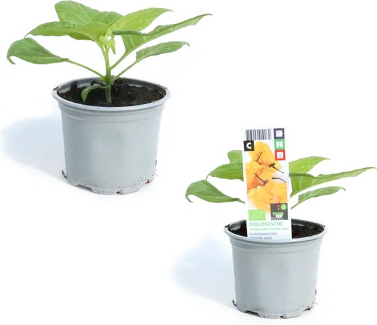 Surinaamse gele peper in kwekerspot - 2 planten - potmaat Ø9cm | bol