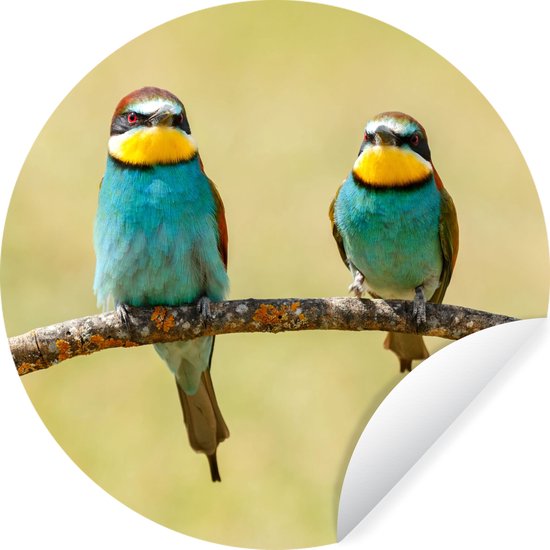 WallCircle - Muurstickers - Behangcirkel - Vogels - Dieren - Bijeneter - ⌀ 30 cm -... | bol