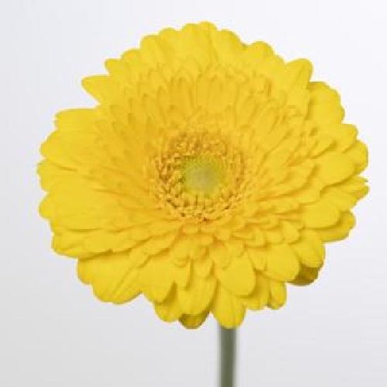 DutchFlowers - Boeket - 20x Germini pomponi fantastic 70cm | bol