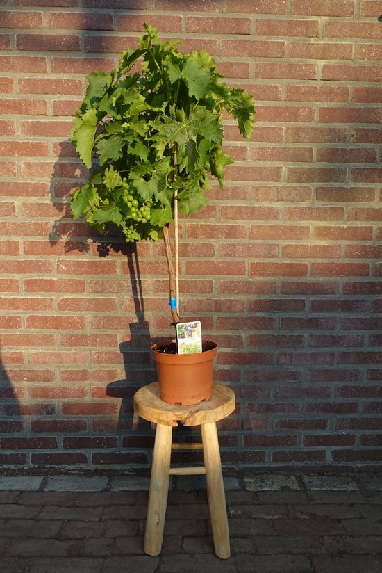 Vitis Vinifera - Druivenboom - ø 19 | bol.com