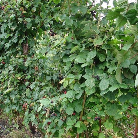 Doornloze braambes - Rubus ‘Black Satin’ - Struik 30-50 cm | bol