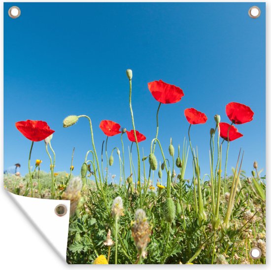 Tuin poster Rode klaprozen onder en knalblauwe hemel in Turkije ...