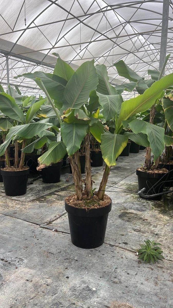 Bananenplant Musa Basjoo multi stam - 200cm | bol.com