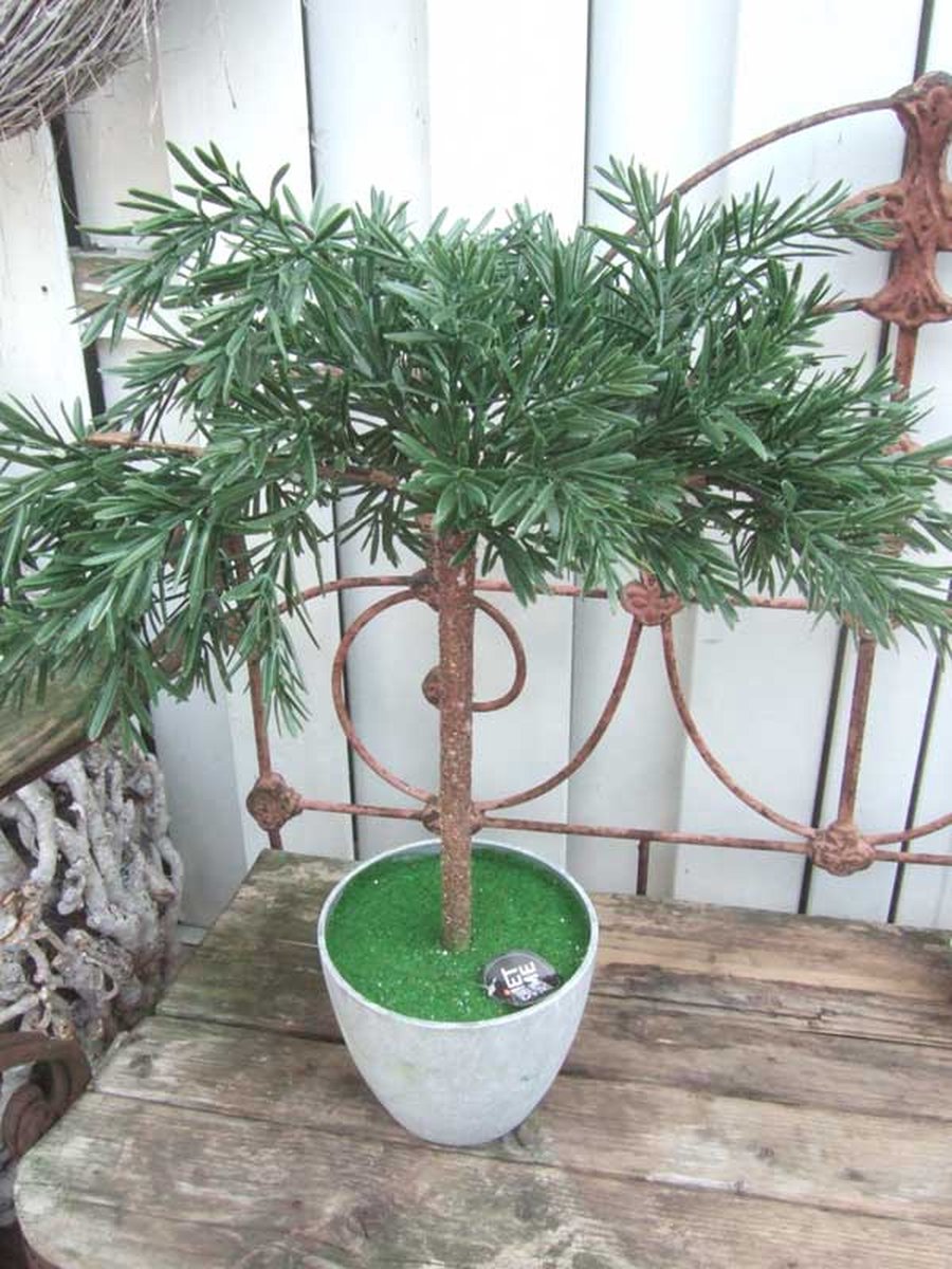Demu boompje met pot | bol.com
