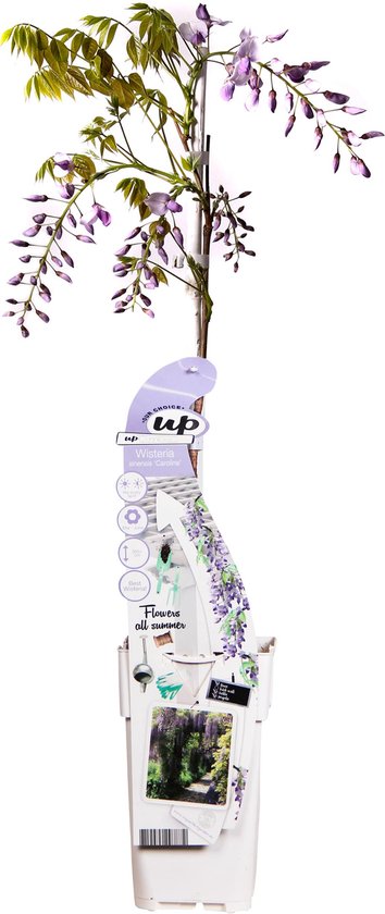 Wisteria Sinensis Caroline | bol