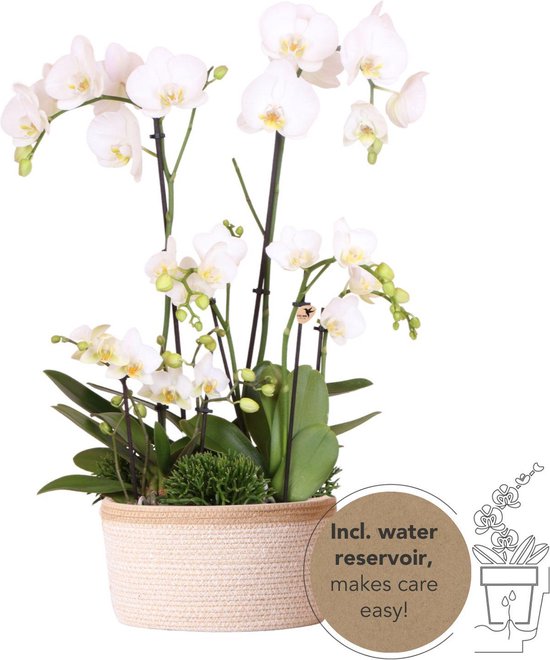 Echte Blikvanger, Witte Orchideën Plantenset in Katoenen Mand, KadoTip ...