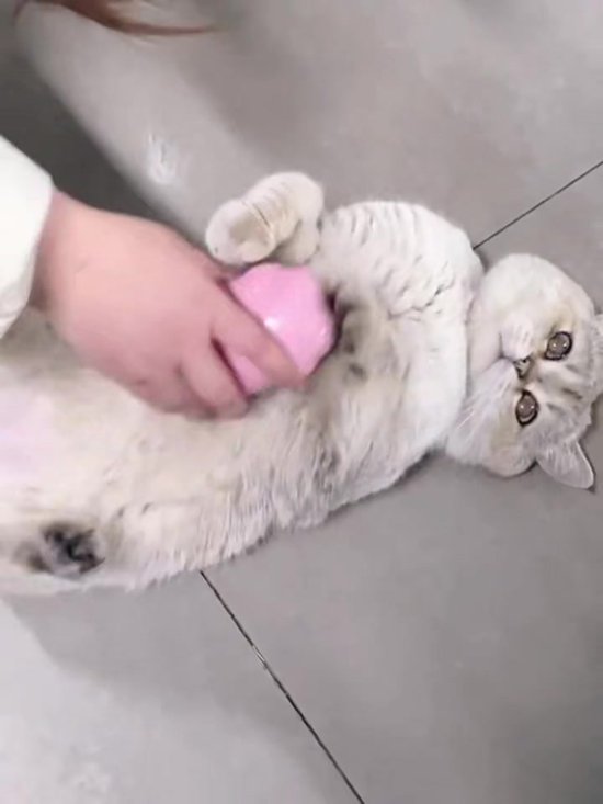 Gekleurde Huisdier Stoom Beauty Kam Reinigbaar Drijvend Haar ...