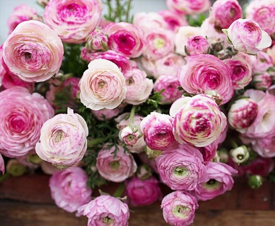 Ranunculus Picotee Roze | 10 stuks | Ranonkels | bol