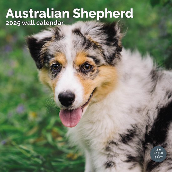 Australian Shepherd Kalender 2025 | bol