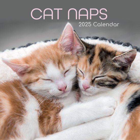 Cat Naps Kalender 2025 | bol