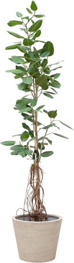 Indiase Banyanboom - Ficus Benghalensis Audrey Op Stam - Kamerplant met ...
