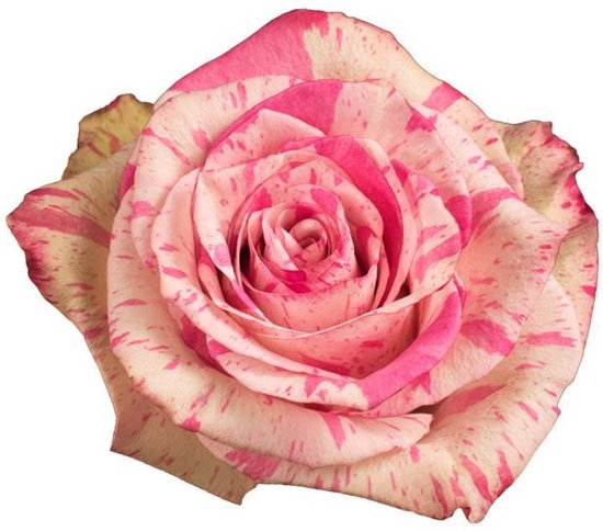 DutchFlowers - Boeket - 25x Rosa magic times 40cm | bol